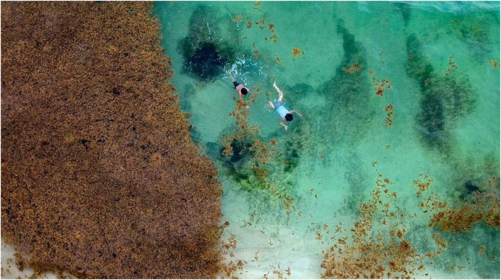 El sargazo y por qué es una amenaza para el ecosistema - Latam Green