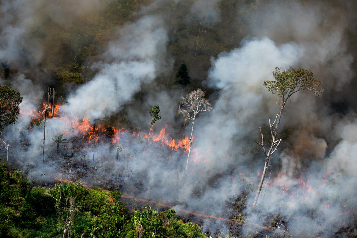 Nuevas imágenes de incendios ilegales en la Amazonía muestran otro año ...